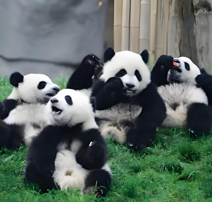 Mubus, Chengdu Bus Tour, Chengdu: Panda Garden and Leshan Buddha One ...